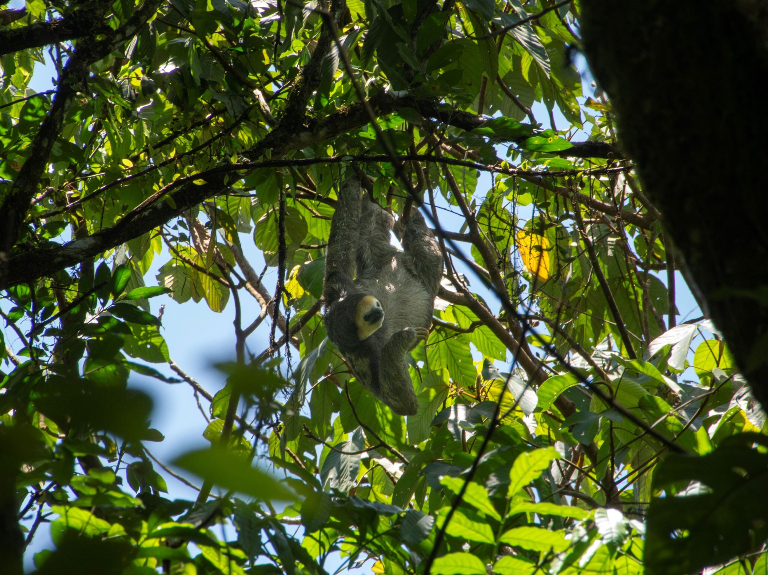 Luiaards spotten in Paramaribo - Orange Travel Suriname