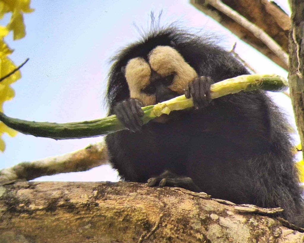 10 Unique Animals You Can Spot in Suriname